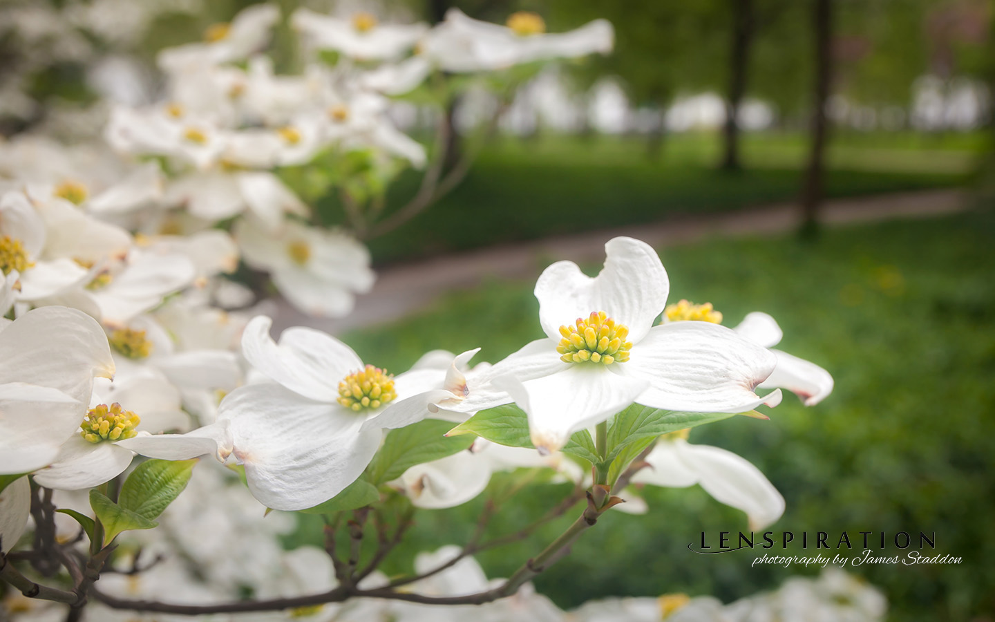 Quick Edit: Spring Dogwood - Lenspiration