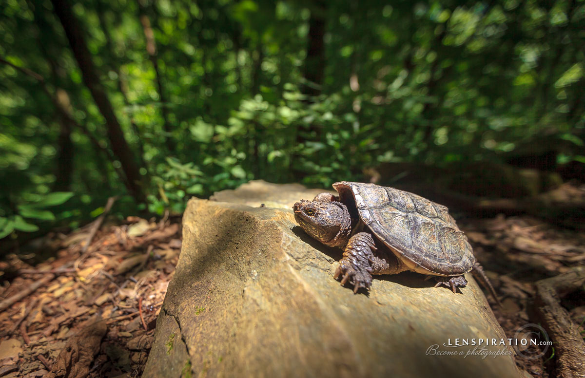 Using Forced Perspective as an Artistic Composition Technique ...