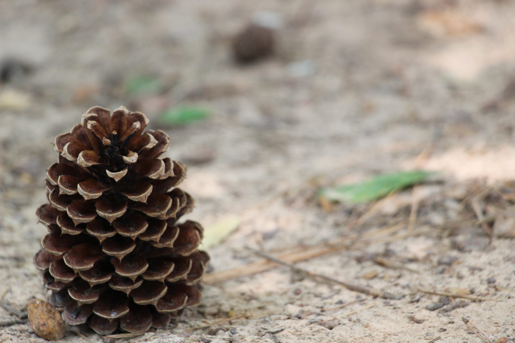 FEATURED: Perfect Order in Nature - Lenspiration