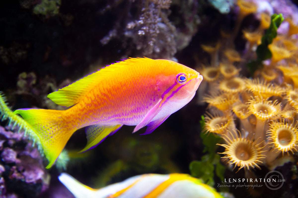 Can You See Color? - Lenspiration