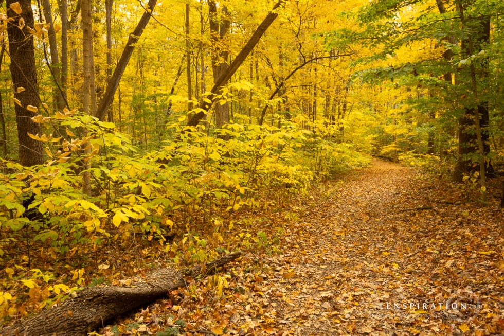 Is A Bug's-Eye View The Ideal Perspective In Photography? - Lenspiration