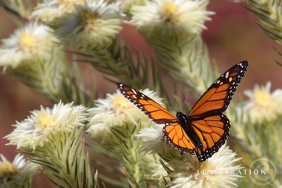 Student Photographer Spotlight: William Fallow - Lenspiration